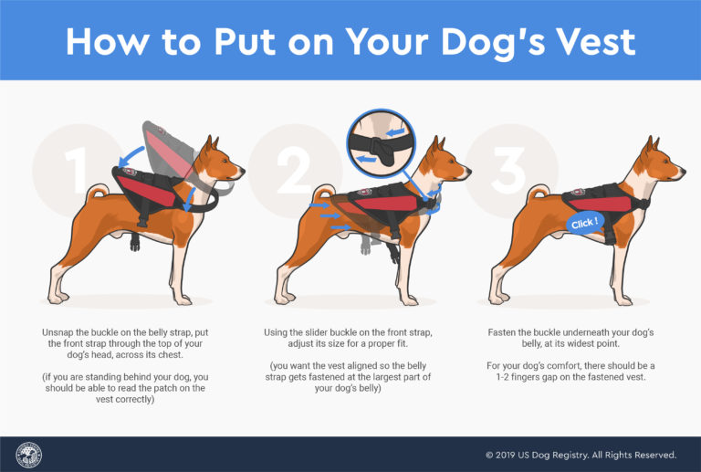 How to Put on Your Dog's Vest - US Dog Registry